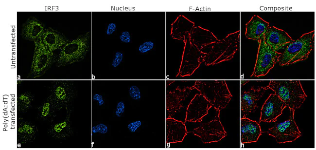 Anti-IRF3 Antibody [RP23040263] (ab313423) | Abcam