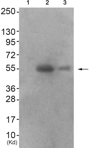 IRF3(磷酸化S386)抗体 (ab192796)| Abcam中文官网