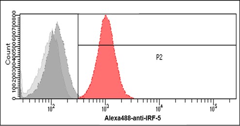 Anti-IRF5 antibody [10T1] KO tested (ab33478) | Abcam