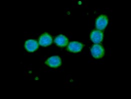 Anti-IRF5 antibody [10T1] (ab33478) | Abcam