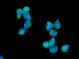 Anti-IRF5 antibody [10T1] (ab33478) | Abcam