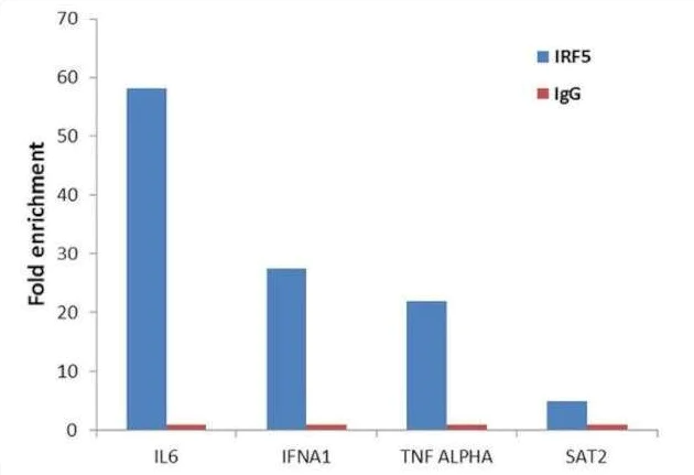 Anti-IRF5 antibody [RP23040171] (ab313466) | Abcam