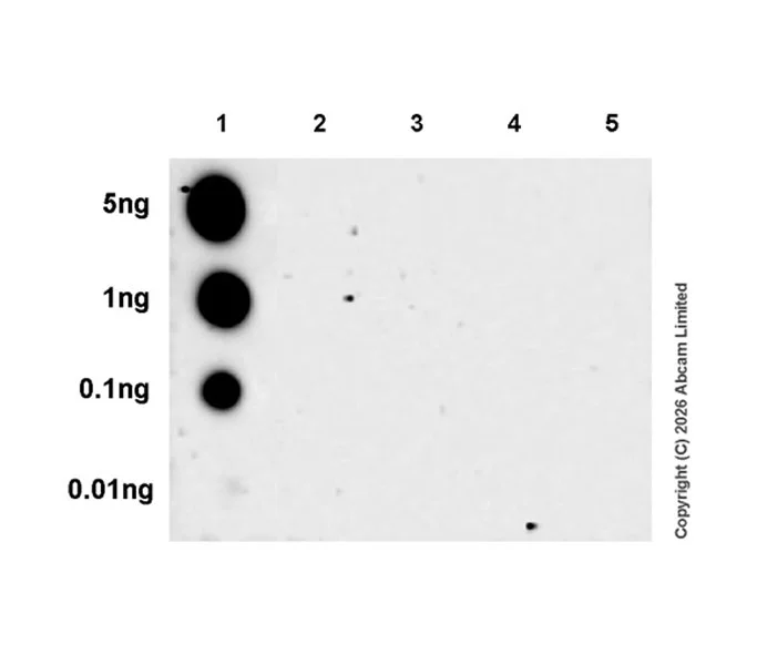 Anti-IRS1 (phospho S312) antibody [EPR29078-524R] (ab327340) | Abcam中文官网