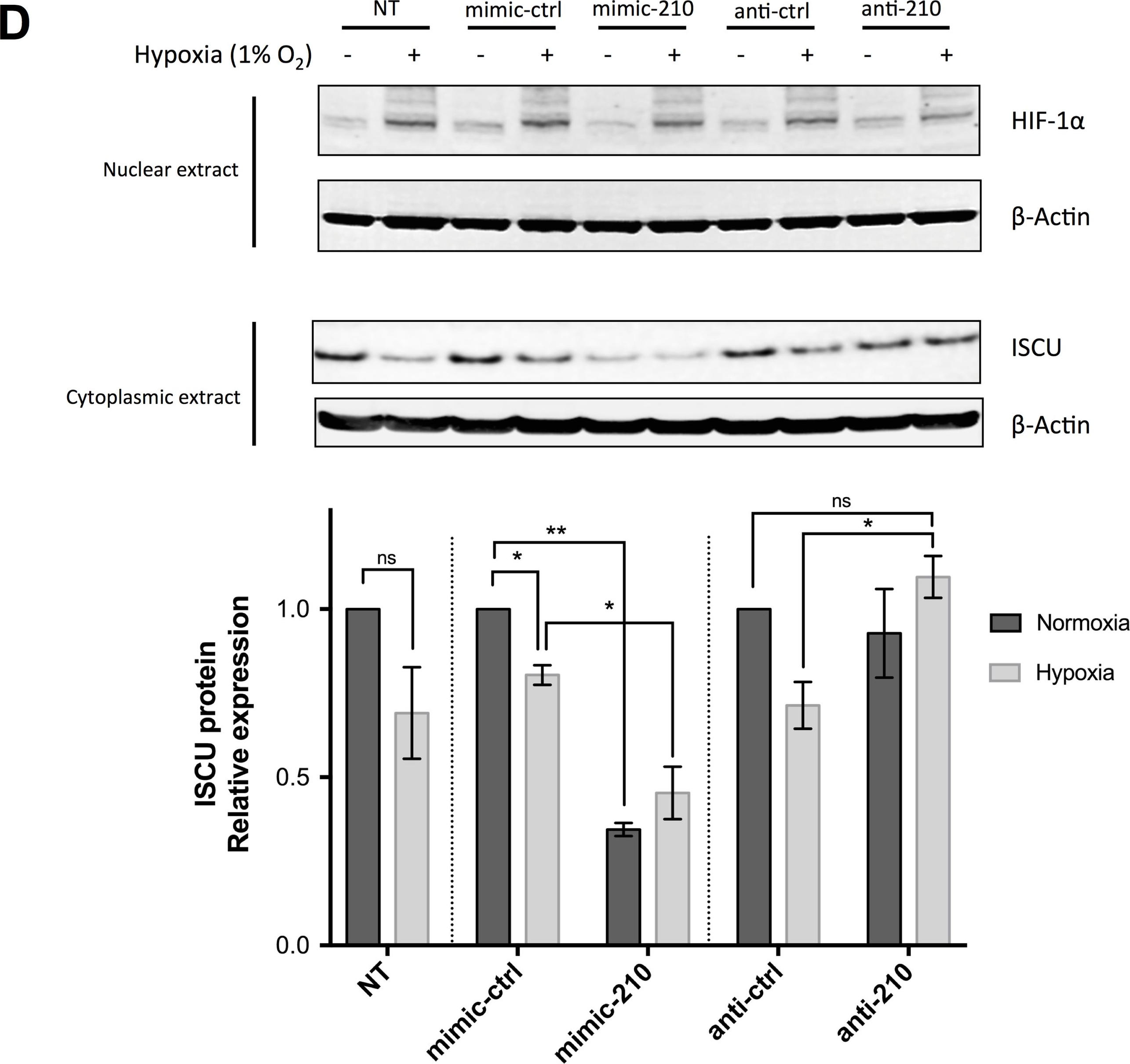 Anti-ISCU antibody [OTI4F5] (ab180532) | Abcam