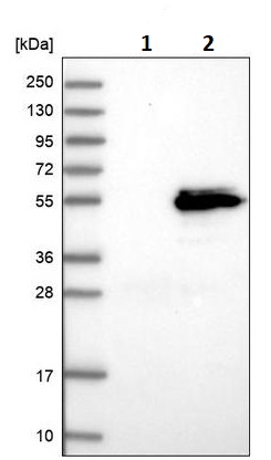 Anti-ITFG2 antibody (ab243732) | Abcam