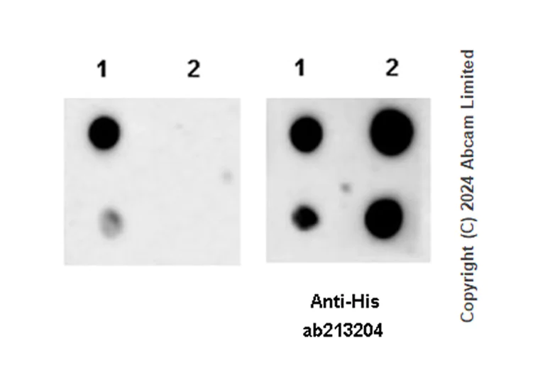 Anti-Jagged 2/JAG2 antibody [EPR29026-90] KO Tested (ab322107) | Abcam