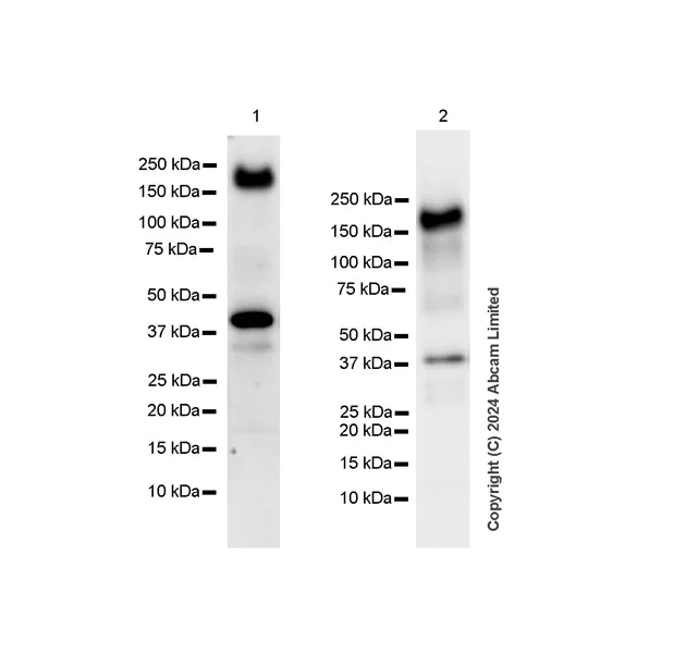Anti-Jagged 2/JAG2 antibody [EPR29026-90] KO Tested (ab322107) | Abcam