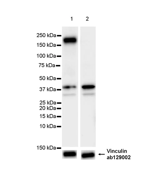 Anti-Jagged 2/JAG2 antibody [EPR29026-90] - BSA and Azide free ...