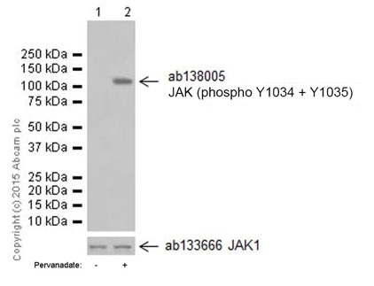 Anti-JAK1 (phospho Y1034 + Y1035) antibody [EPR1899(2)] (ab138005) | Abcam