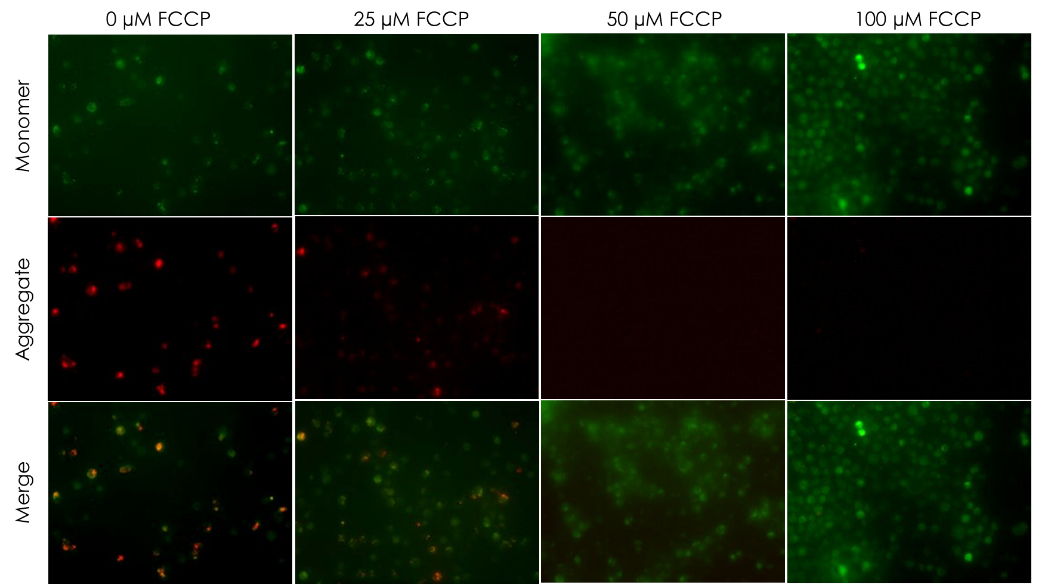 JC-1 - Mitochondrial Membrane Potential Assay Kit (ab288313) | Abcam