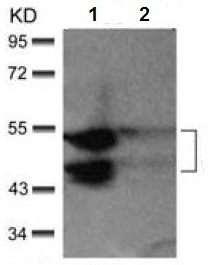 Anti-JNK1 + JNK2 (phospho T183 + Y185) antibody (ab131499) | Abcam