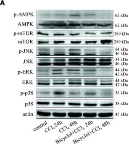 Anti-JNK1 (phospho Y185) + JNK2 (phospho Y185) + JNK3 (phospho Y223 ...
