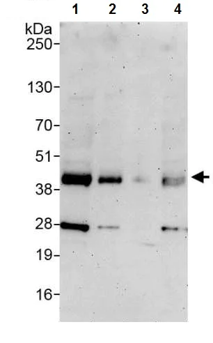 Anti-Junctional Adhesion Molecule 1/JAM-A antibody (ab240742) | Abcam