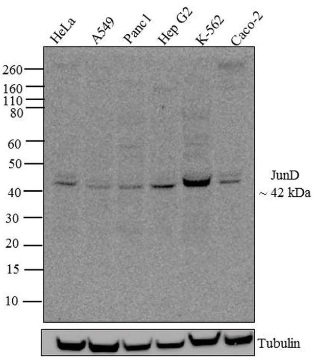 Anti-JunD Antibody [RP23040103] (ab308053) | Abcam
