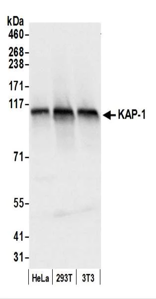 Anti-KAP1 antibody (ab10484) | Abcam