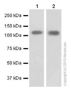 Anti-KAP1 antibody [EPR5249] (ab109545) | Abcam