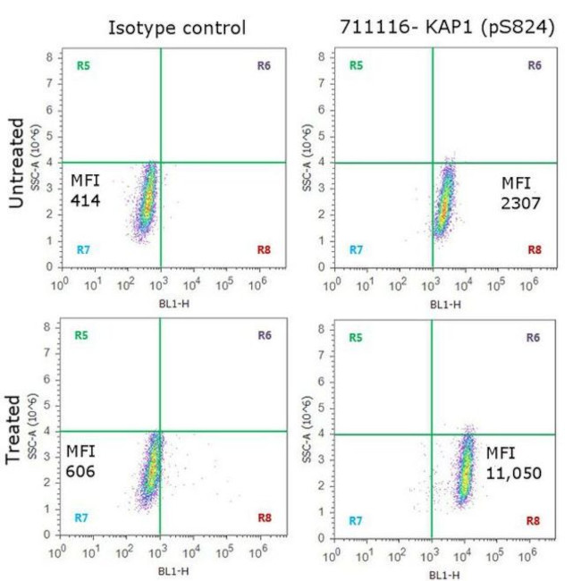 Anti-KAP1 (phosho S824) Antibody [RP23040148] (ab313457) | Abcam