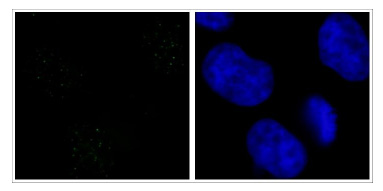 Anti-KAP1 (phospho S824) antibody (ab84077) | Abcam