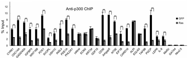 Anti-KAT3B / p300 antibody [3G230 / NM-11] - ChIP Grade (ab14984) | Abcam