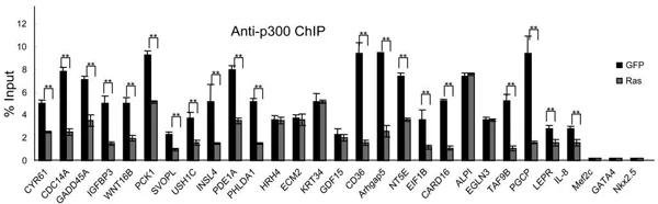 KAT3B / p300抗体[3G230 / NM-11] - ChIP Grade (ab14984)| Abcam中文官网