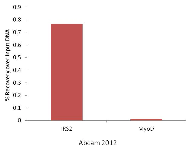 KAT3B / p300抗体[3G230 / NM-11] - ChIP Grade (ab14984)| Abcam中文官网