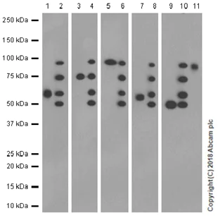 Anti-KDEL antibody [EPR12668] (ab176333) | Abcam