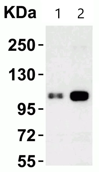 Anti-KDM1/LSD1 antibody (ab62582) | Abcam