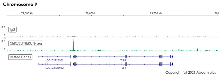 Anti-KDM1/LSD1 antibody [EPR6825] - Nuclear Marker and ChIP Grade ...
