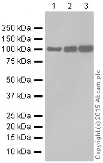 KDM1/LSD1抗体[EPR6825] - Nuclear Marker and ChIP Grade (ab129195)| Abcam中文官网