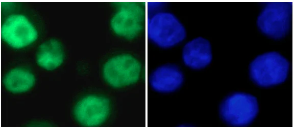 KDM1/LSD1抗体- Nuclear Marker (ab17721)| Abcam中文官网