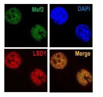 KDM1/LSD1抗体- Nuclear Marker (ab17721)| Abcam中文官网