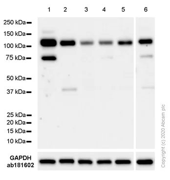 Anti-KDM1/LSD1 antibody - Nuclear Marker (ab17721) | Abcam