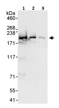 Anti-KDM5C / Jarid1C / SMCX antibody (ab264168) | Abcam