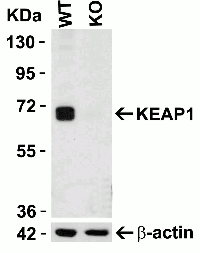 Anti-Keap1 antibody (ab139729) | Abcam