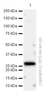 KGF/FGF-7抗体[EPR7261] (ab131162)| Abcam中文官网