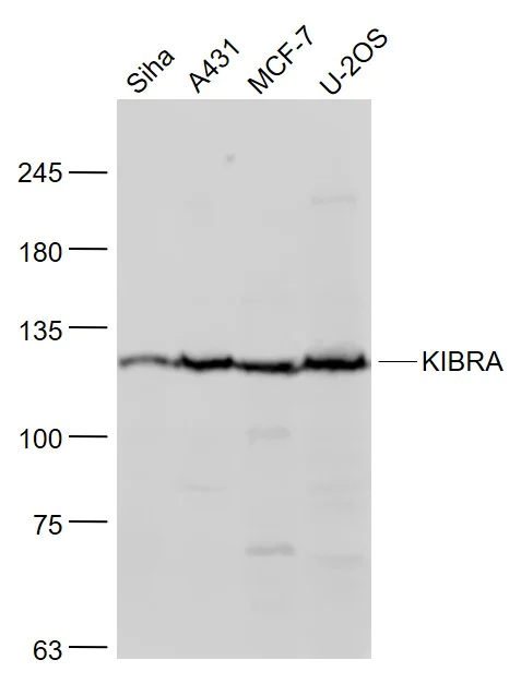 KIBRA抗体 (ab216508)| Abcam中文官网