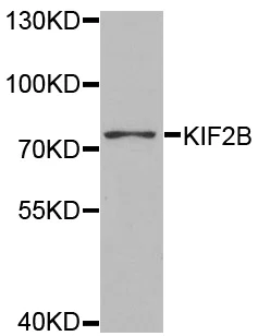 Anti-KIF2B antibody - C-terminal (ab194789) | Abcam