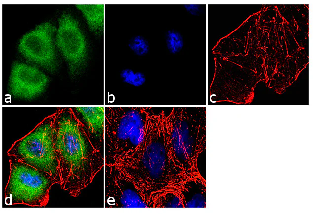 Anti-Kindlin-1 antibody [RP23040116] (ab313441) | Abcam