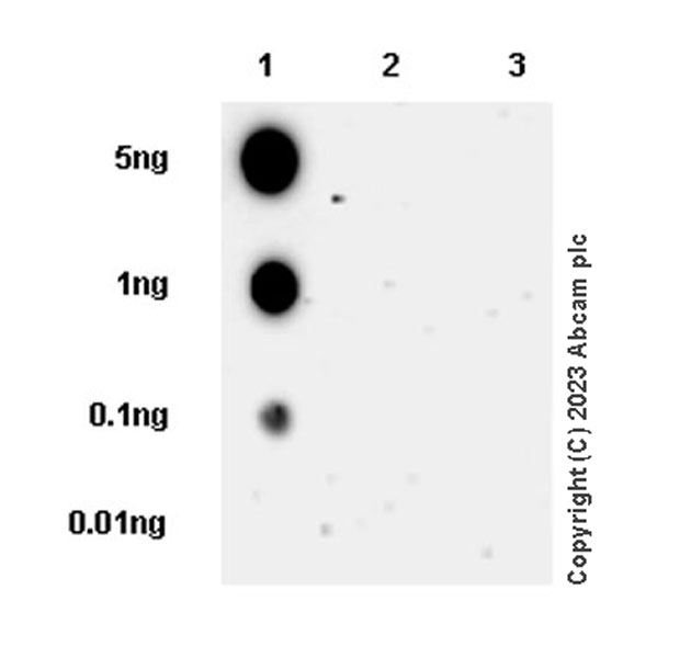 Anti-Kir4.1/KCNJ10 antibody [EPR27251-74] (ab312844) | Abcam