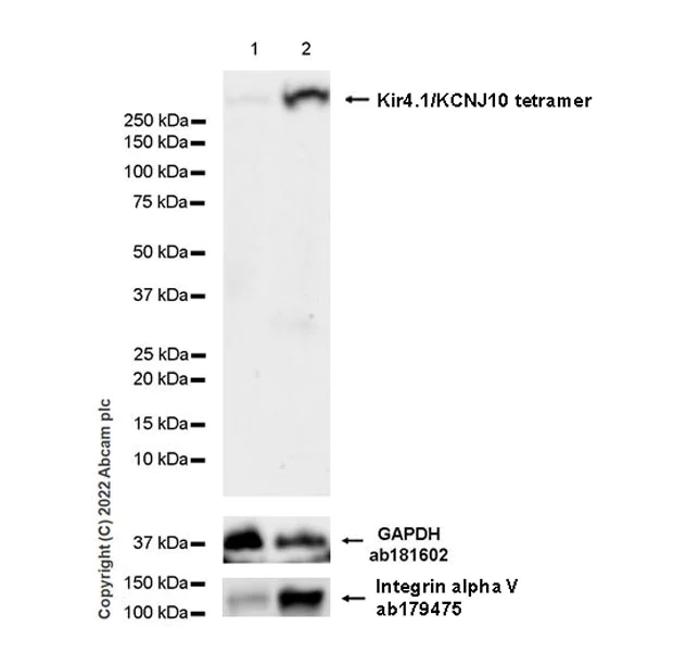 Anti-Kir4.1/KCNJ10 antibody [EPR27251-79] - BSA and Azide free ...