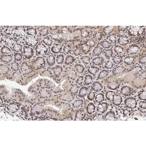 Anti-KLF5 antibody [HL2269] (ab317184) | Abcam中文官网