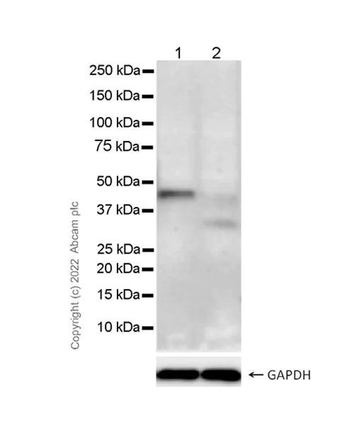 Anti-KMT5A / SETD8 / Pr-SET7 antibody [EPR24381-24] (ab300517) | Abcam