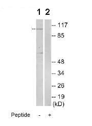 Anti-KSR2 antibody (ab72753) | Abcam