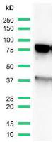 Anti-Ku80 antibody [SP130] (ab130752) | Abcam