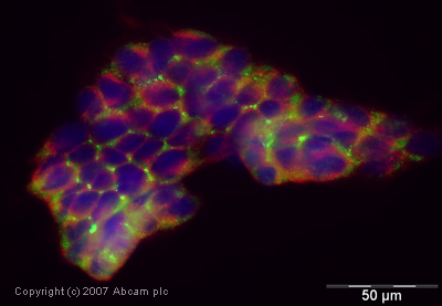 Anti-Kv1.6/RCK2 antibody (ab21089) | Abcam