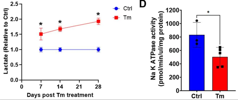 L-Lactate Assay Kit (Colorimetric/Fluorometric) (ab65330/K607) | Abcam