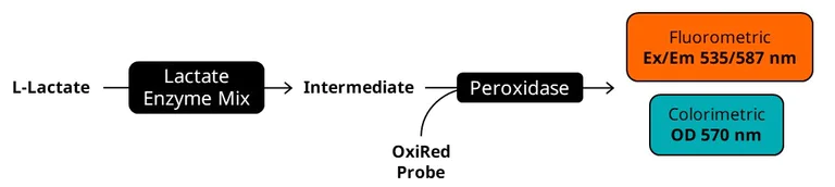 L-Lactate Assay Kit (Colorimetric/Fluorometric) (ab65330/K607-100) | アブカム