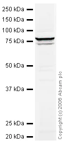 Anti-Lamin A antibody - Nuclear Envelope Marker (ab26300) | Abcam