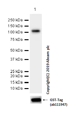 Anti-lamin B1 antibody [EPR8985(B)] - nuclear envelope marker (ab133741 ...