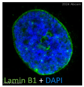 Anti-Lamin B1 antibody - Nuclear Envelope Marker (ab16048) | Abcam
